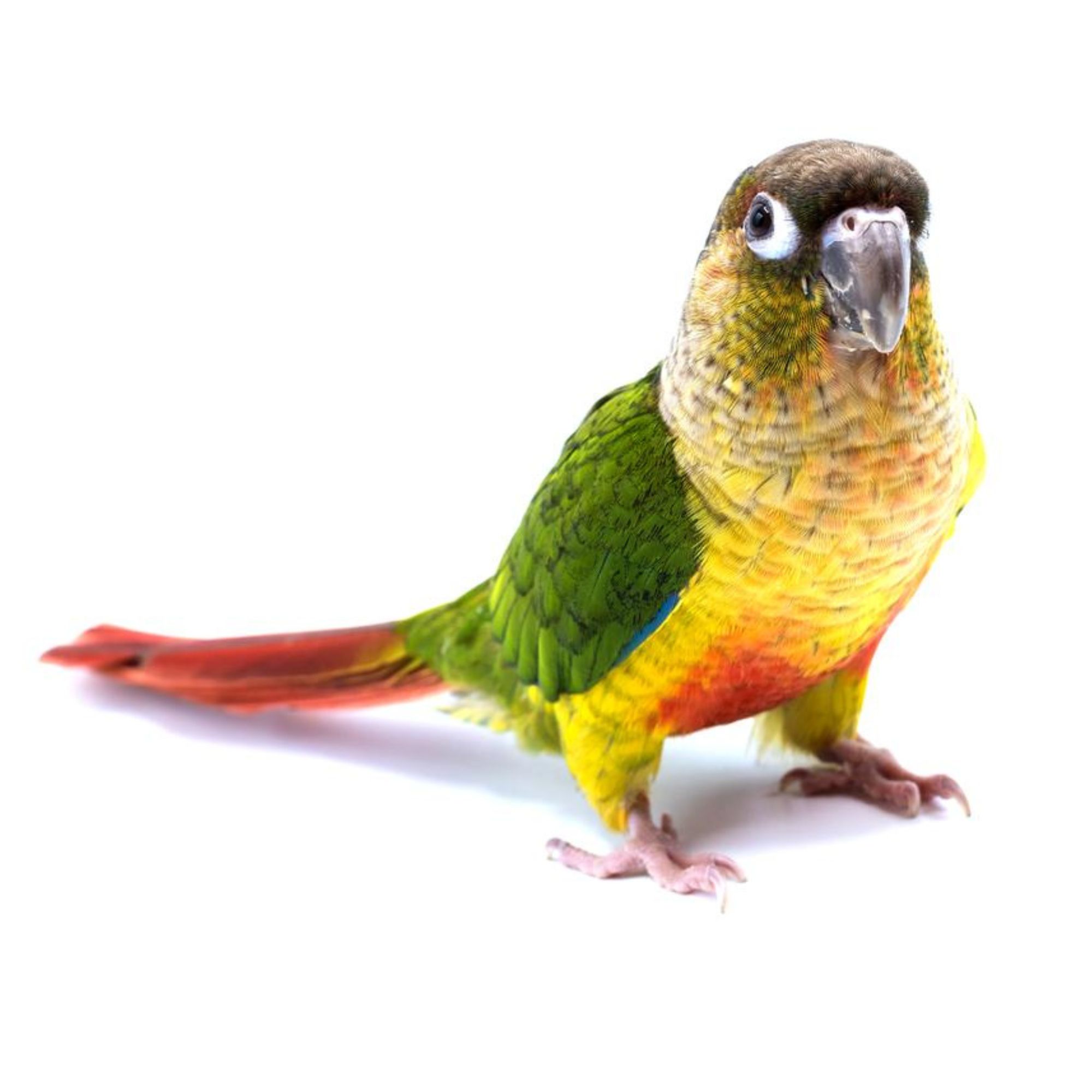 Large Conure Parrot 6.7mm Aluminum Ring 10 Piece - Petshala